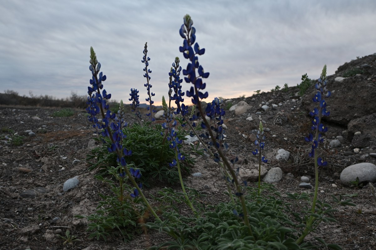 Bluebonnets Are Bigger Here! Where and When to Find Big Bend Bluebonnet ...